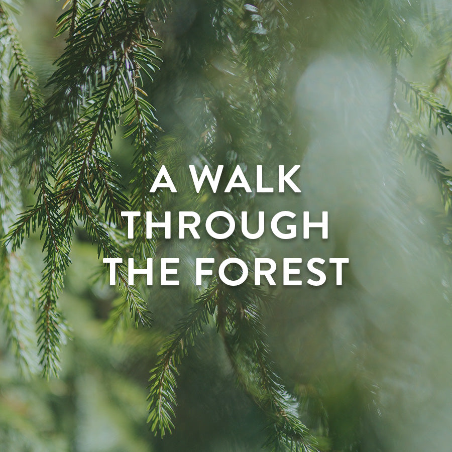 A Walk Through the Forest – Mettaverse