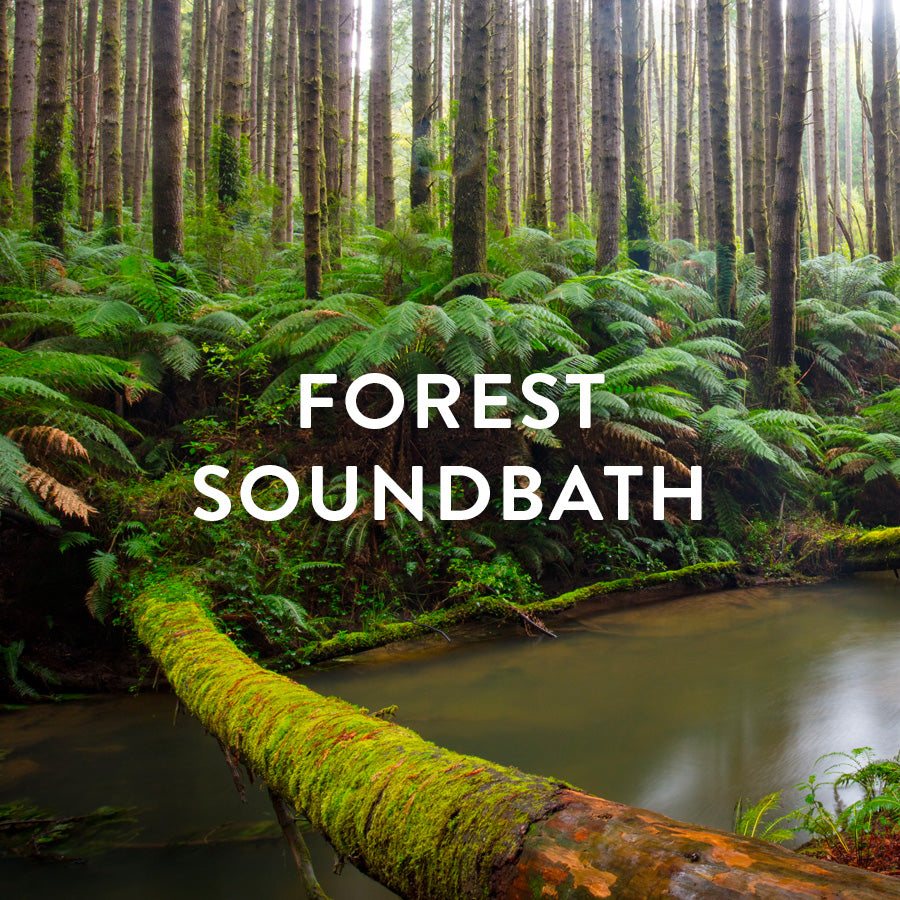 Sound Bath in the Forest – Mettaverse